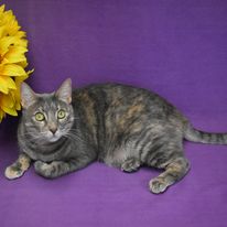 for adoptable cat slider – Sun Cities 4 Paws